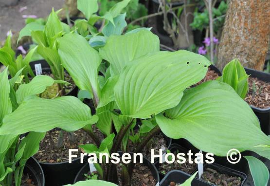 Hosta Gooseberry Sundae - Fransen Hostas